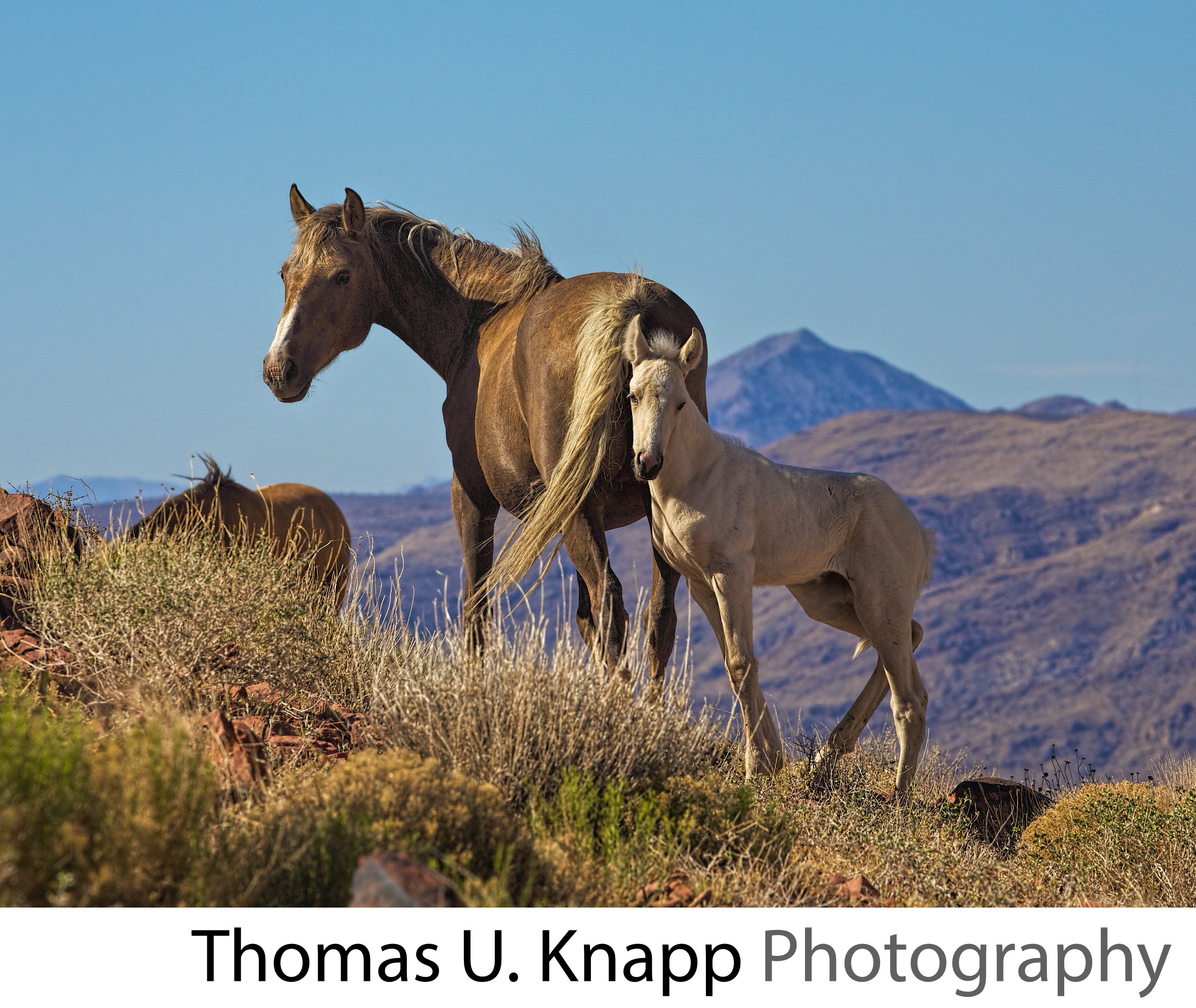 Thomas U. Knapp Photography