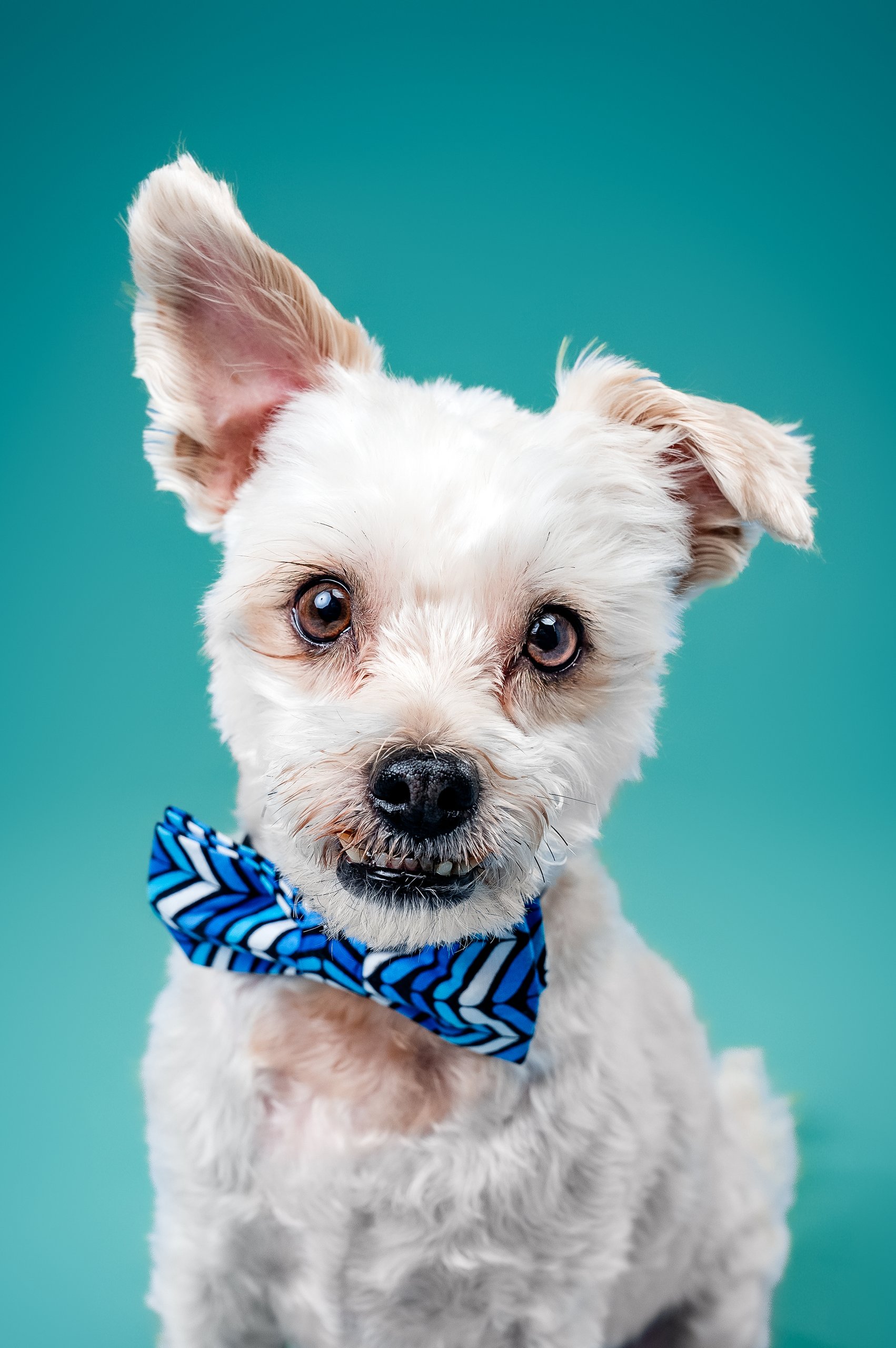 Etobicoke Photographer | Headshots, Events, Products, Commercial ...