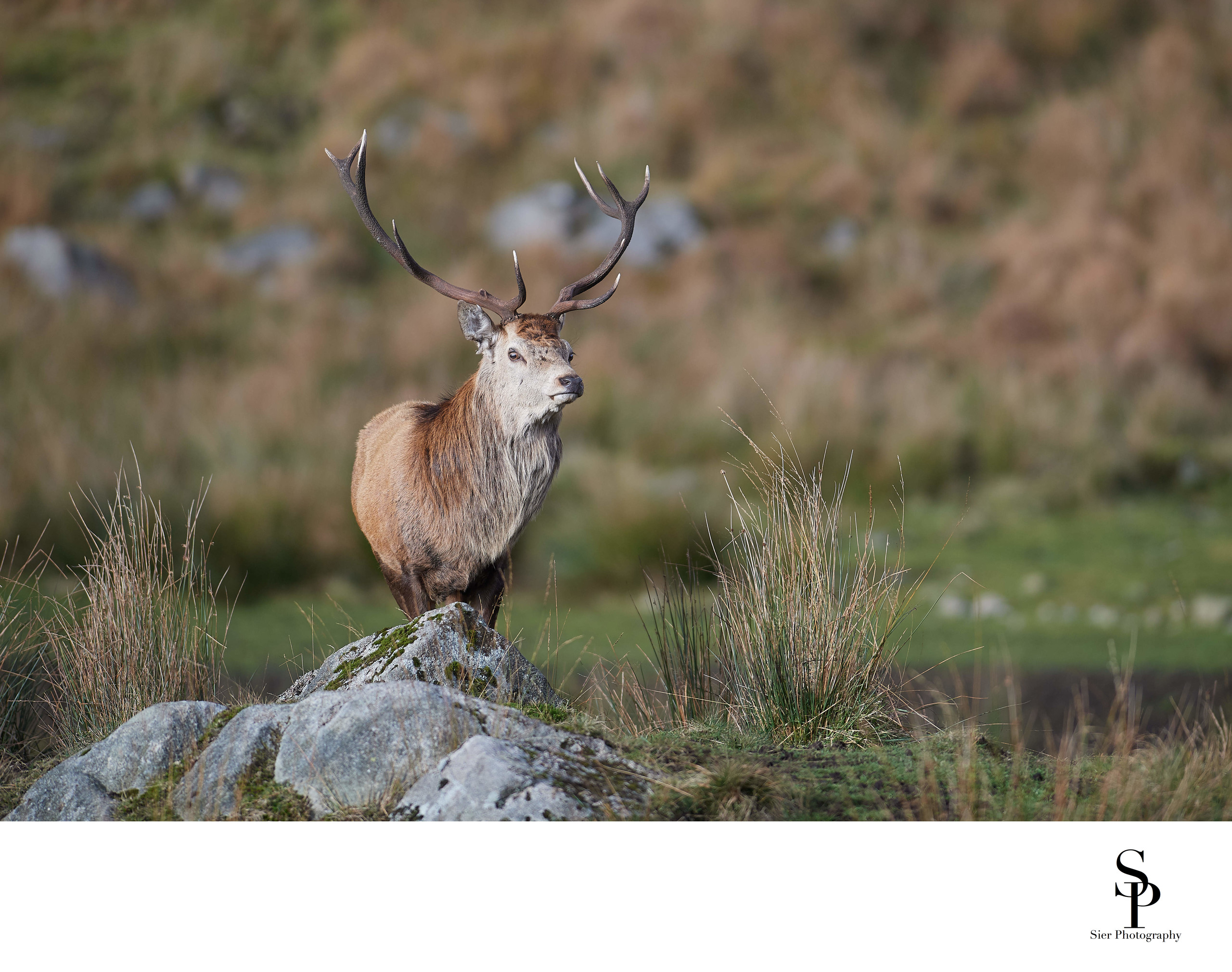 Sier Photography - Red Deer Range Galloway Forest Park