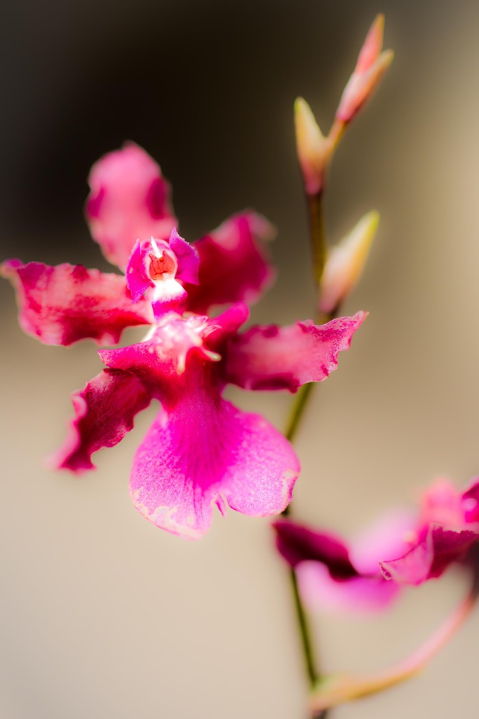 Fine Art Photography - Pure Light Photography