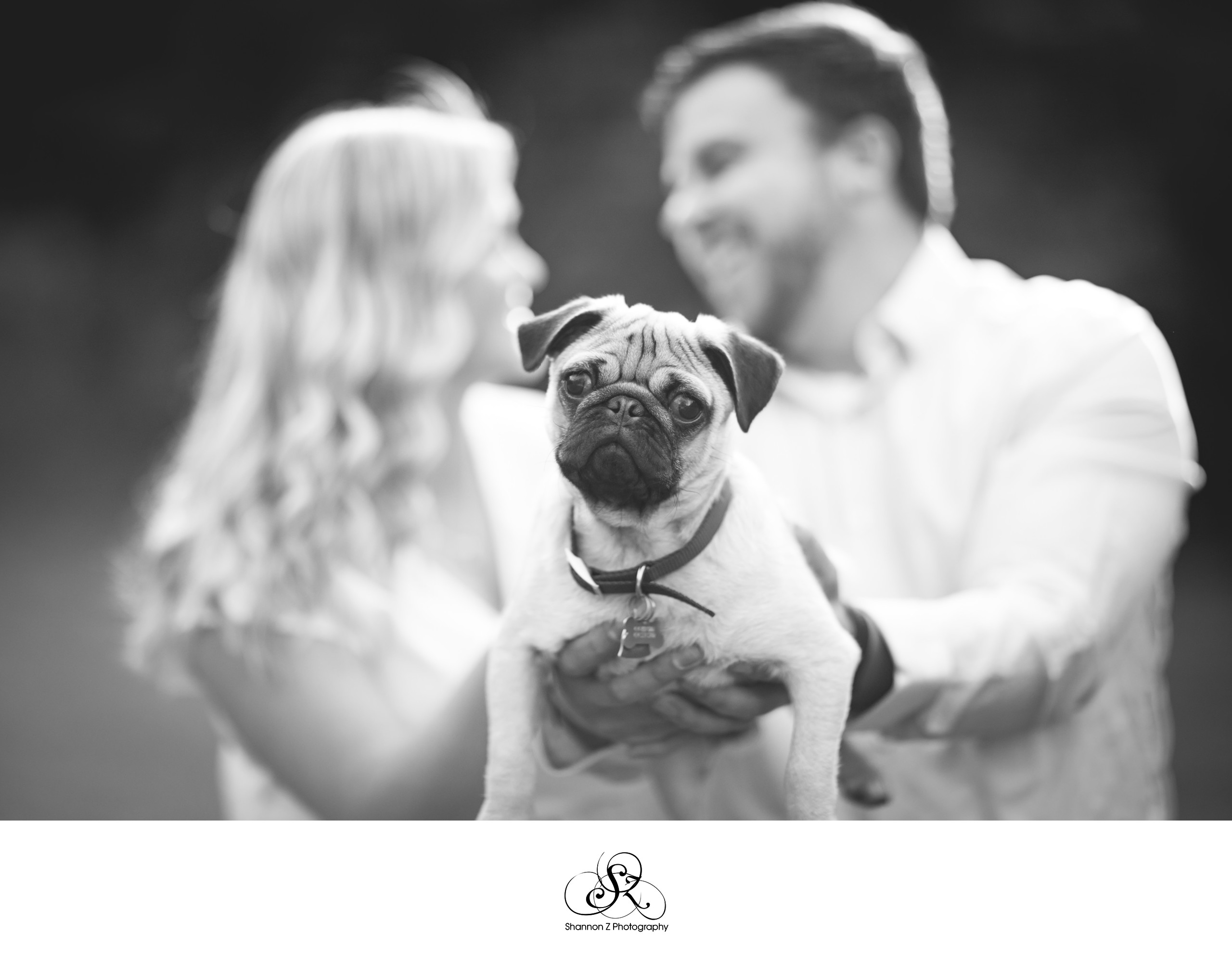 Pug Puppy: Engagement Photos - Engagement Photos Kenosha Wisconsin ...