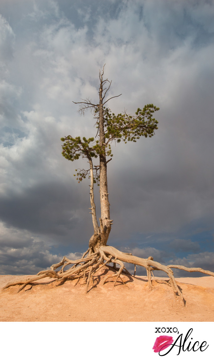 solitary tree and roots in the desert against dark sky - Landscape ...
