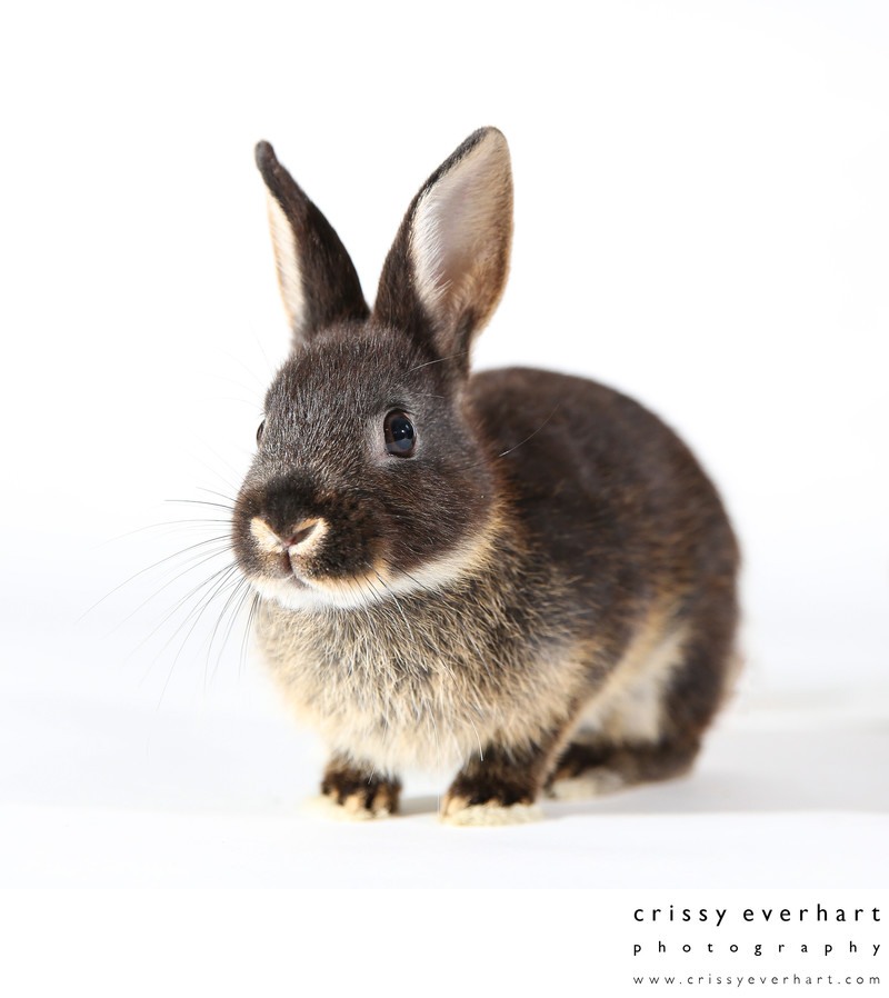 Pet Photographer - Dwarf Rabbit Portrait - Crissy Everhart Photography