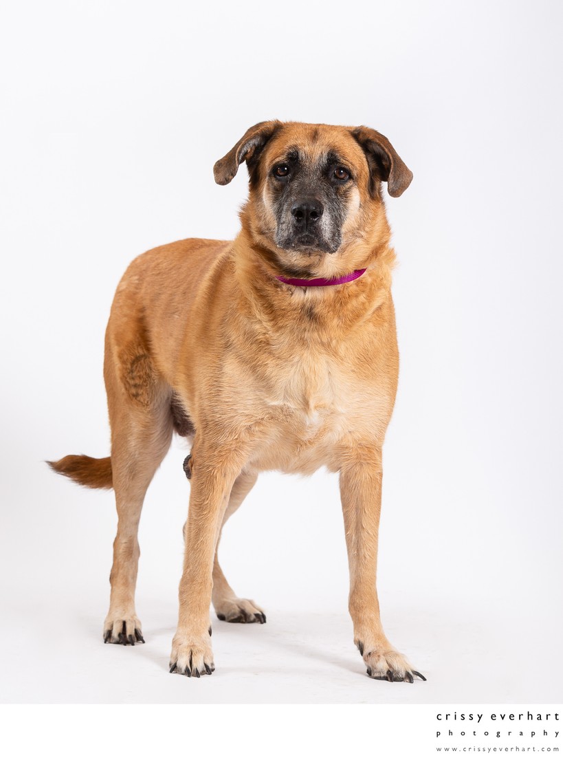 ACCT Dog Rescue Photos