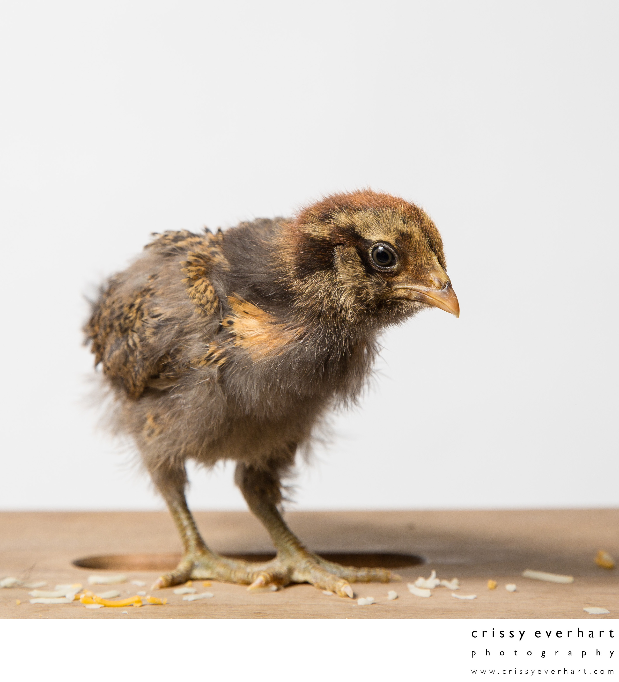 Nugget - 14 Days Week Old - Ameraucana Chicken