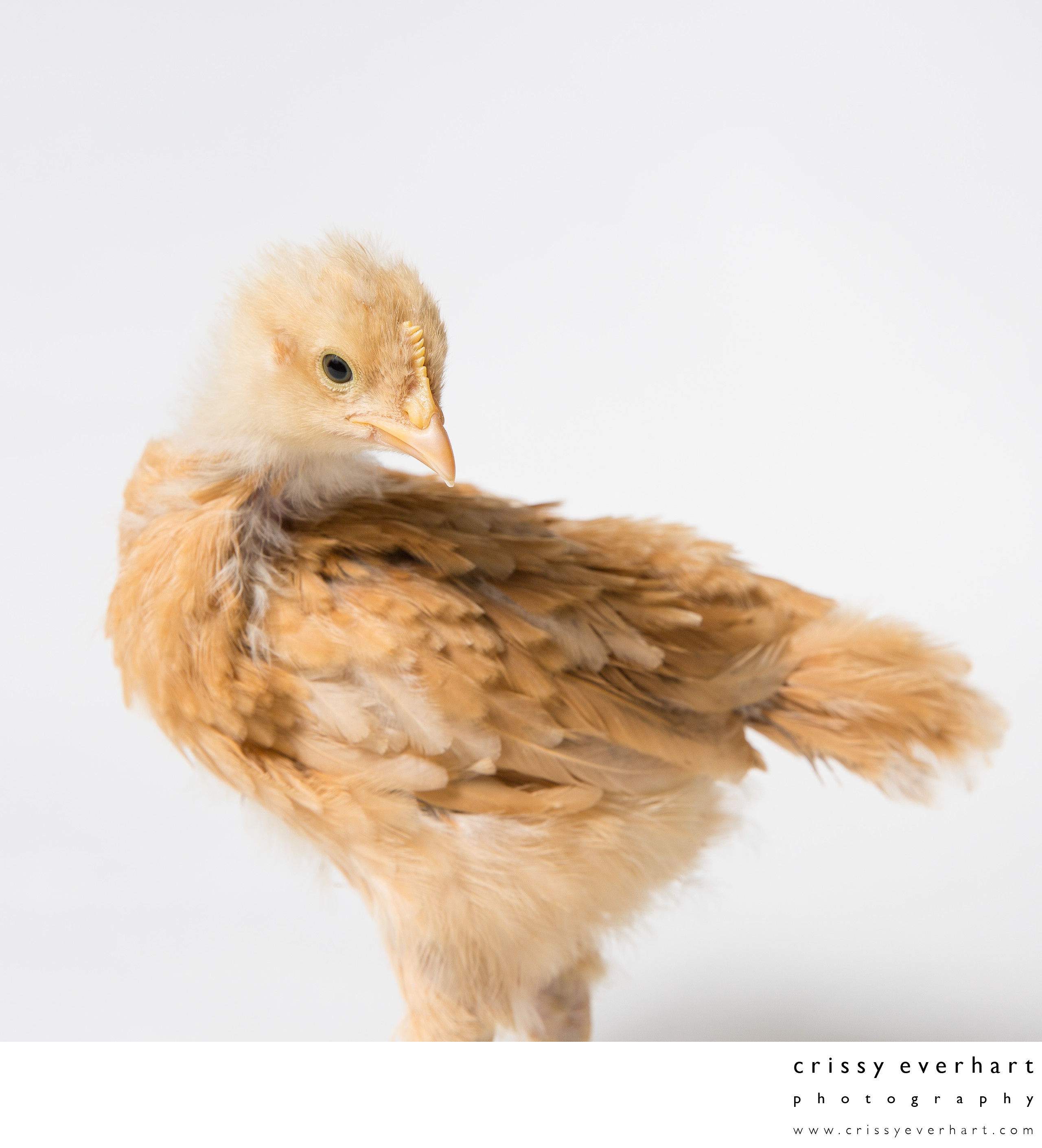 Honey - 3 Weeks Old - Buff Orpington Chick