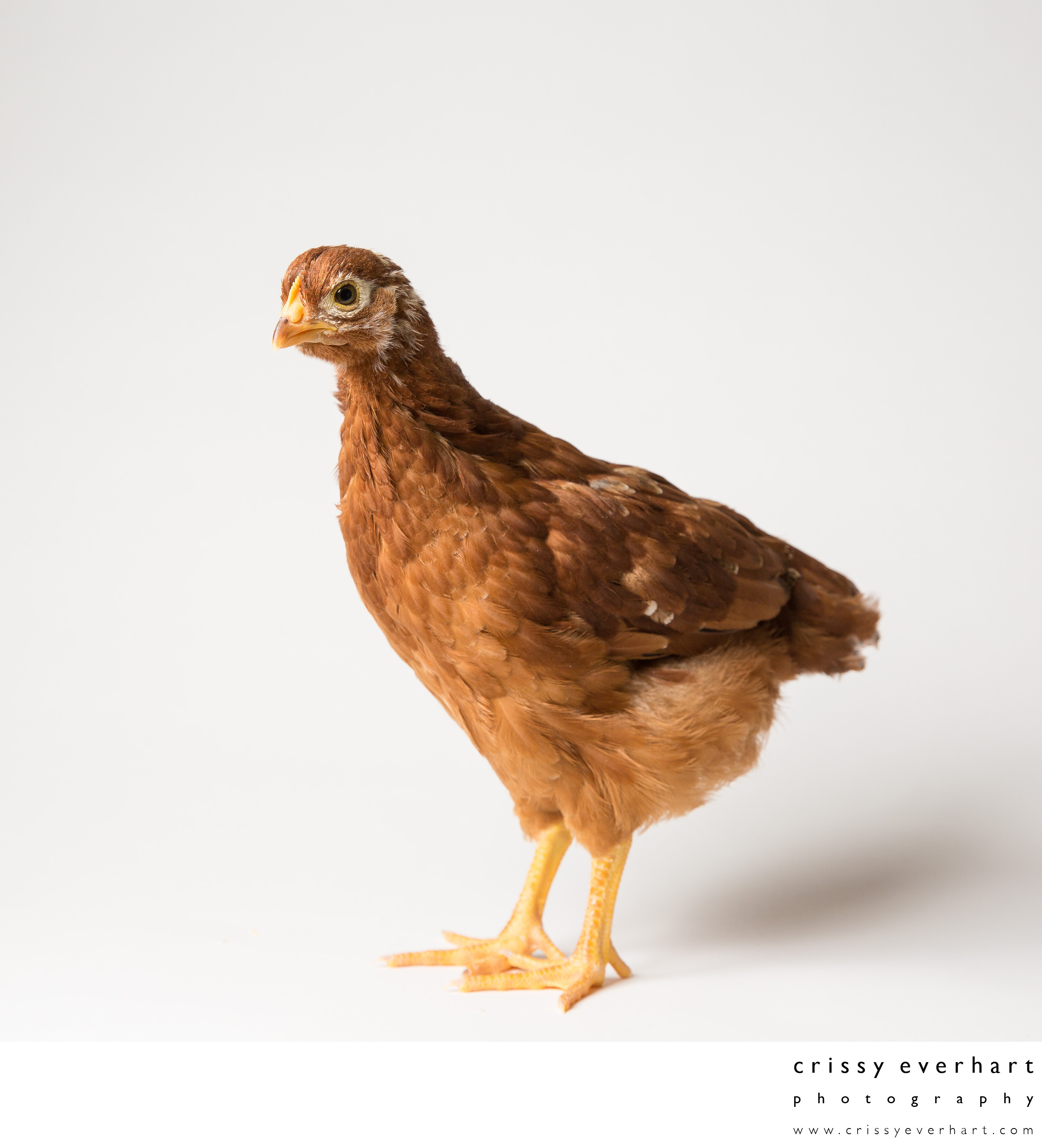 Sriracha - Six Weeks Old - Production Red Hen