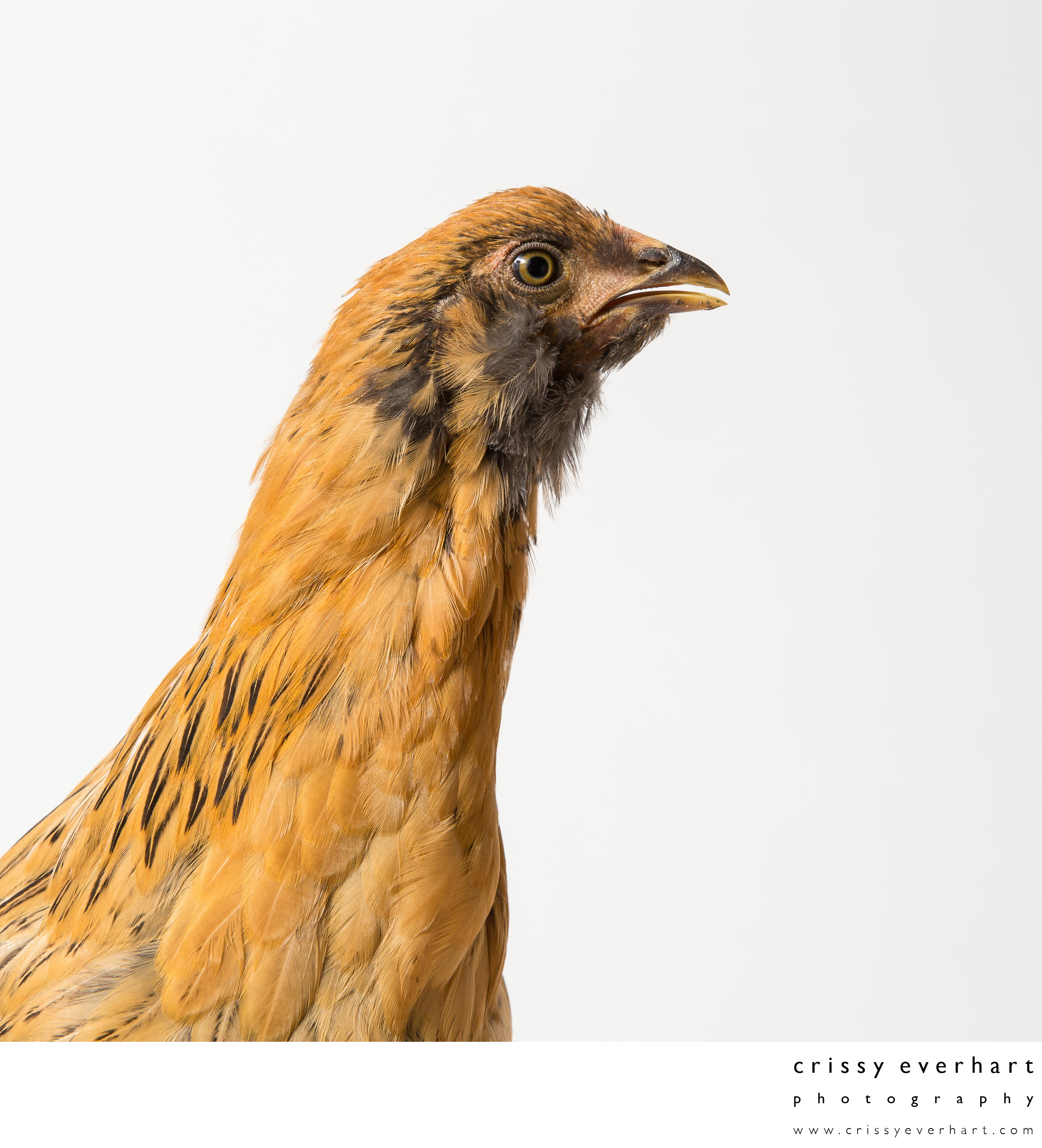 Nugget - 8 Weeks Old - Ameraucana Pullet