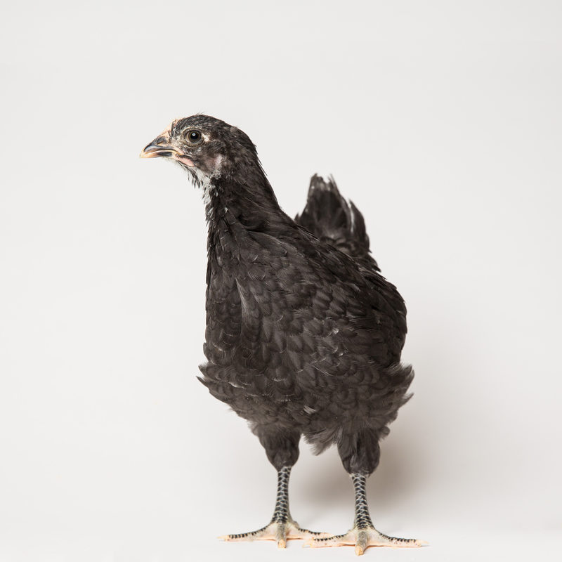 Australorp Pullet