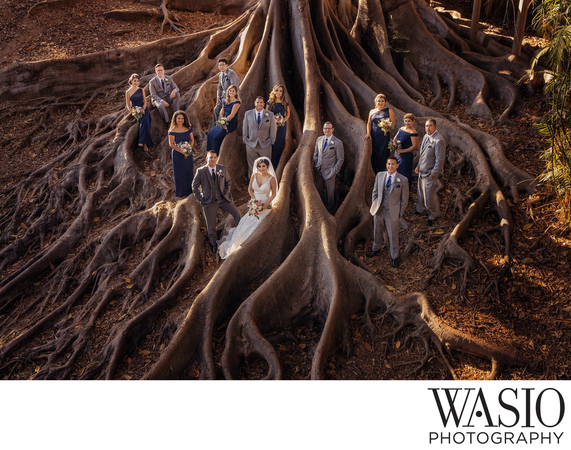 Balboa Park Fig Tree