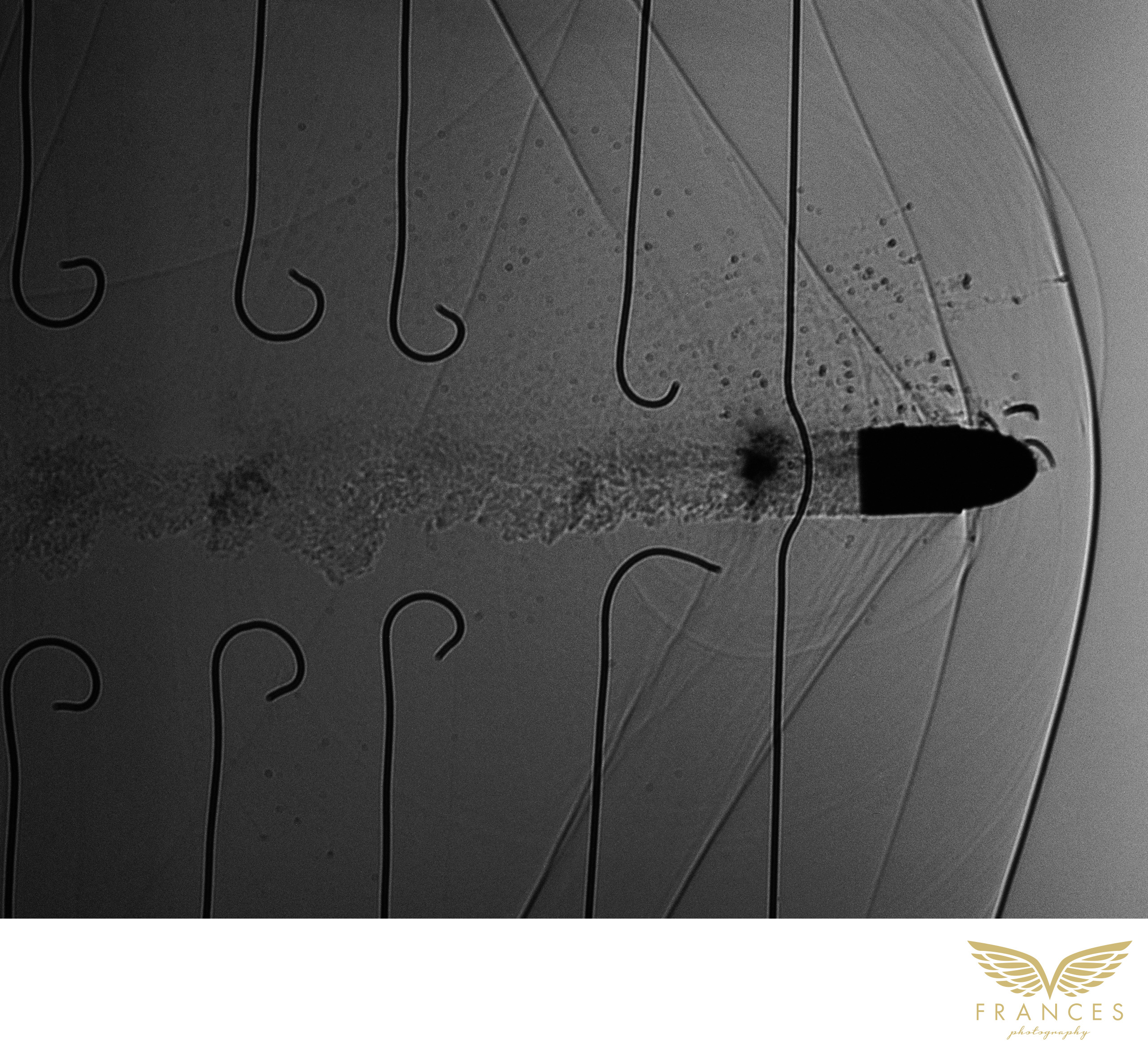 Action photography piercing bullet Denver photographers - Fine Art ...