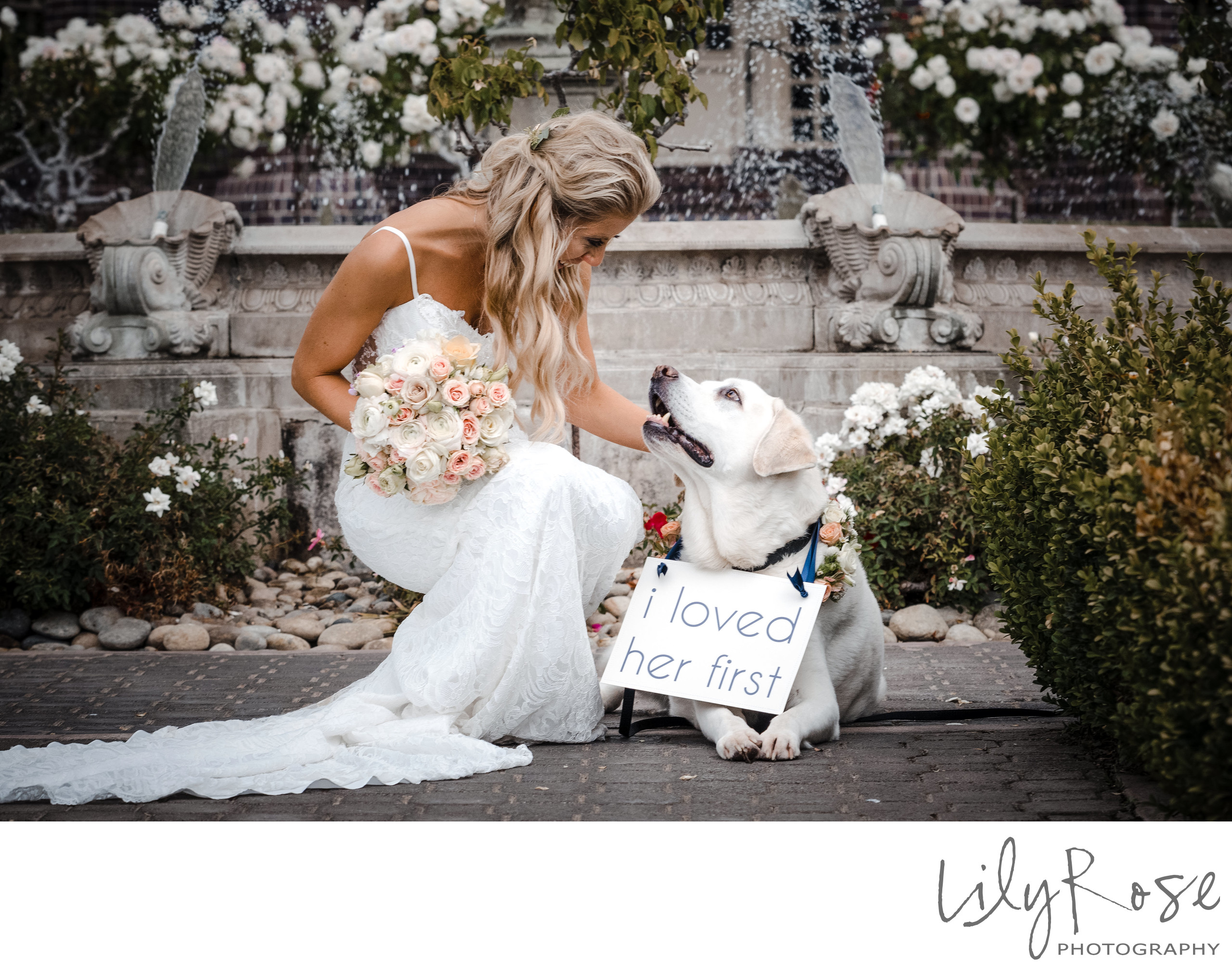 Micro Ledson Wedding with Dog Labrador Retriever - Napa & Sonoma Wine ...