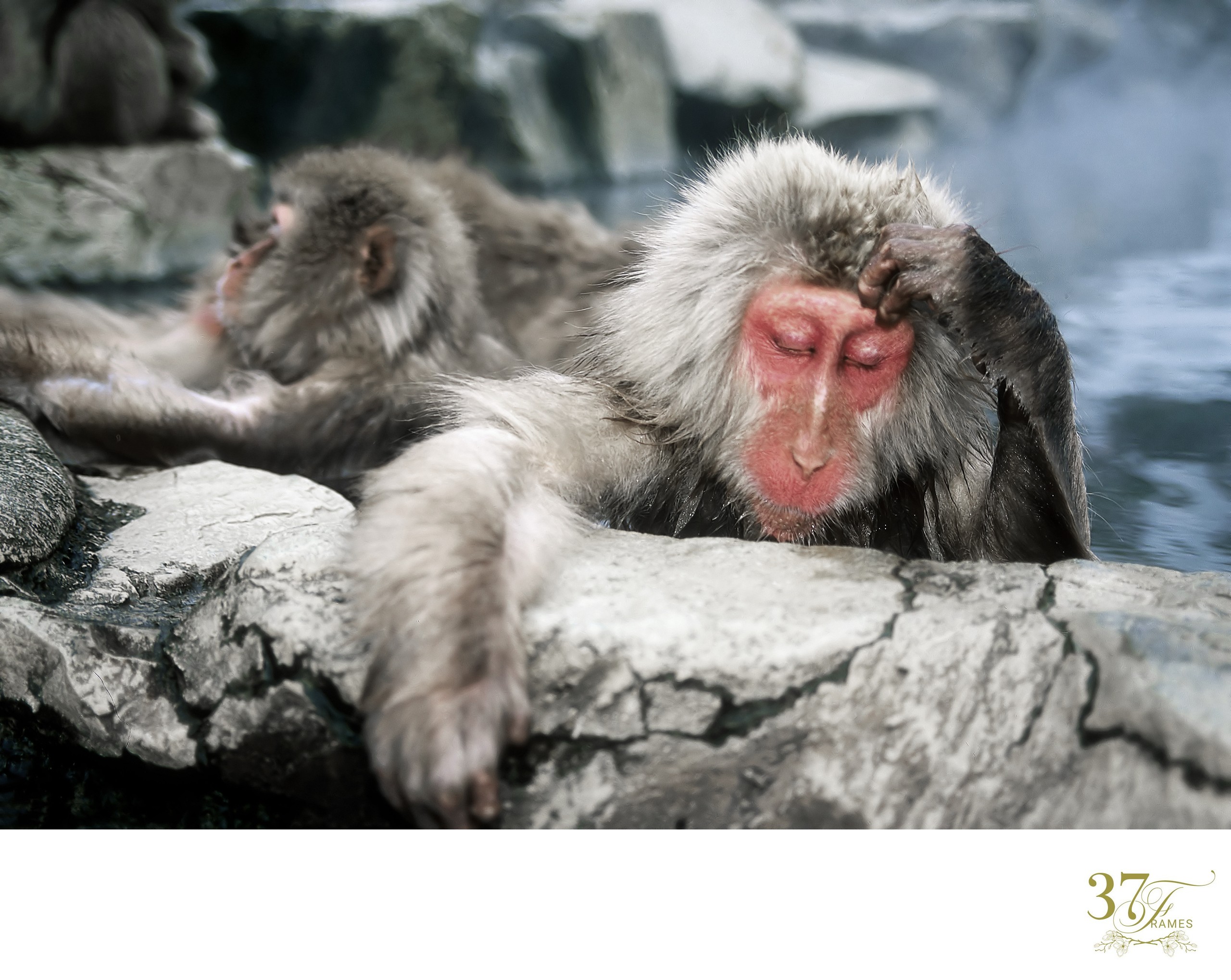 Snow Monkeys in Japan in the Hot Springs - 37 Frames Life Adventures ...