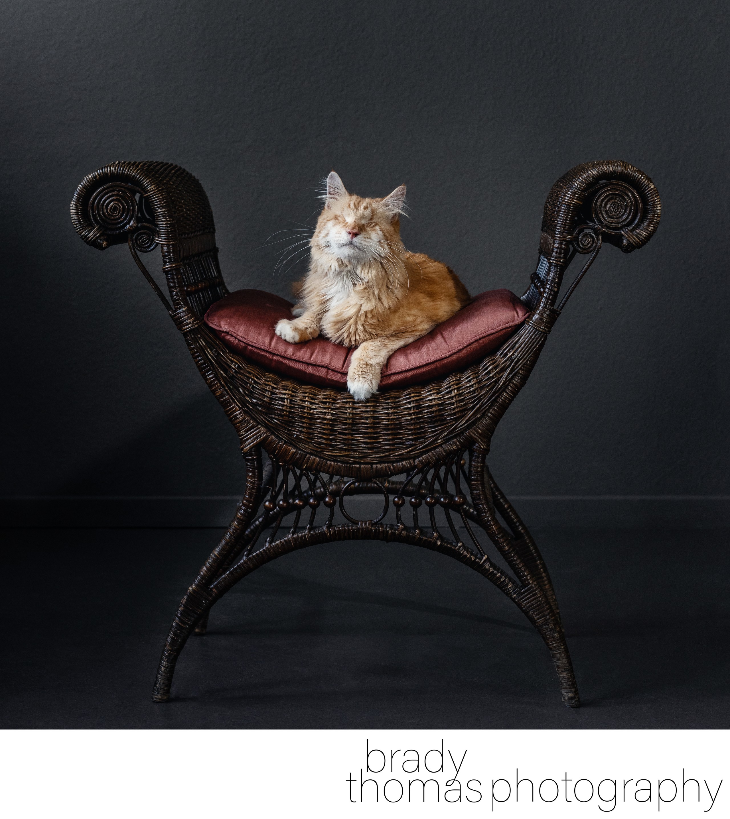 Professional Cat Photos - San Francisco Bay Area Pet & Horse ...