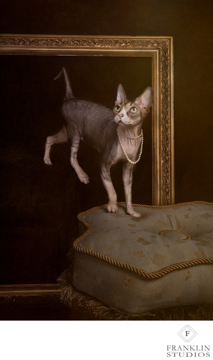 Dynamic Cat Portraits - Scottsdale Pet Photography Studio - Franklin ...