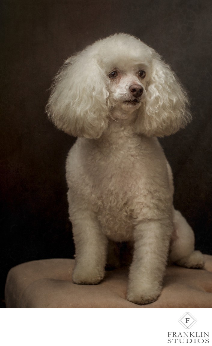 Poodle Portraits Scottsdale - Scottsdale Pet Photography Studio ...