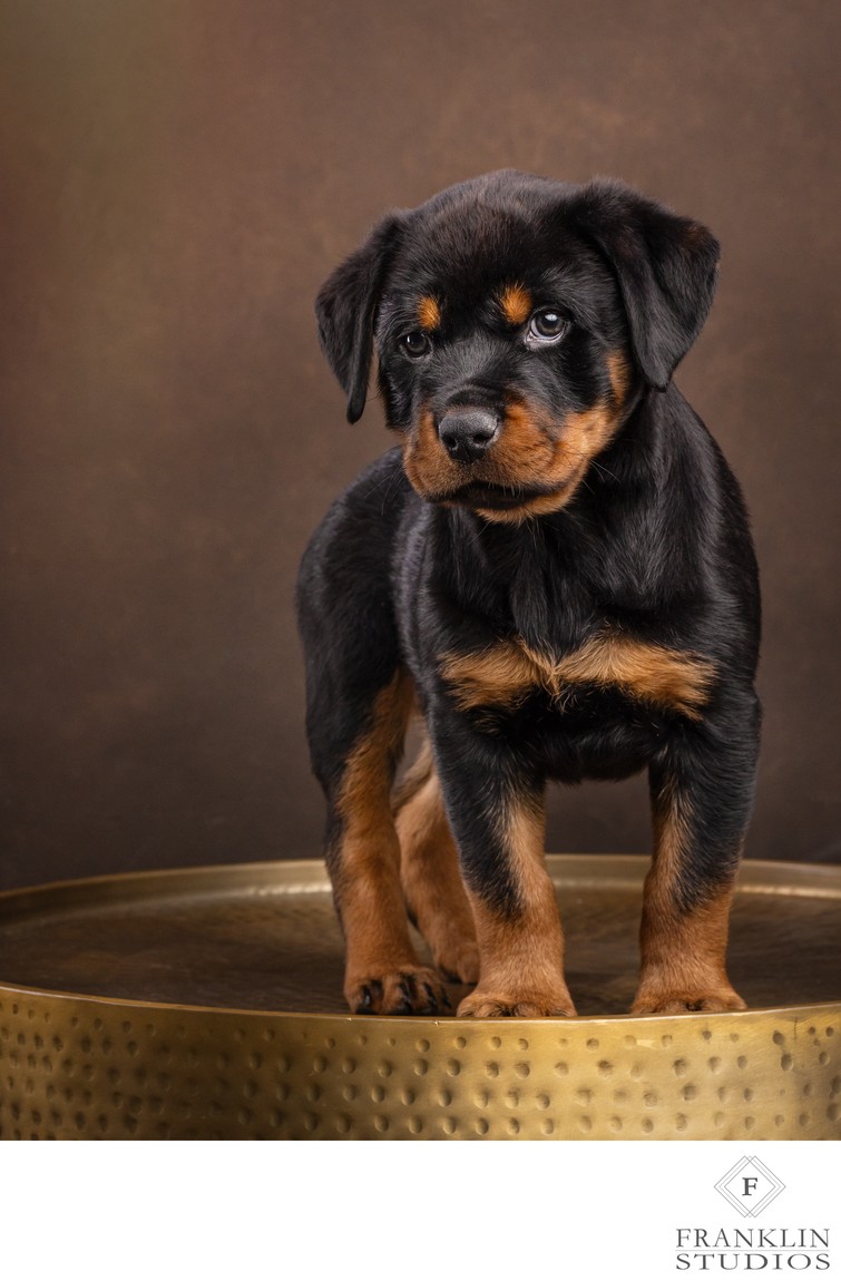 Rottweiler Pet Photography in Studio Near Phoenix - Scottsdale Pet Photography Studio - Franklin ...