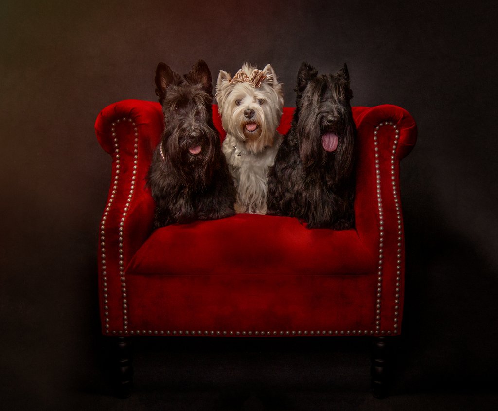 Scottsdale Pet Photography Studio - Franklin Photography Studios