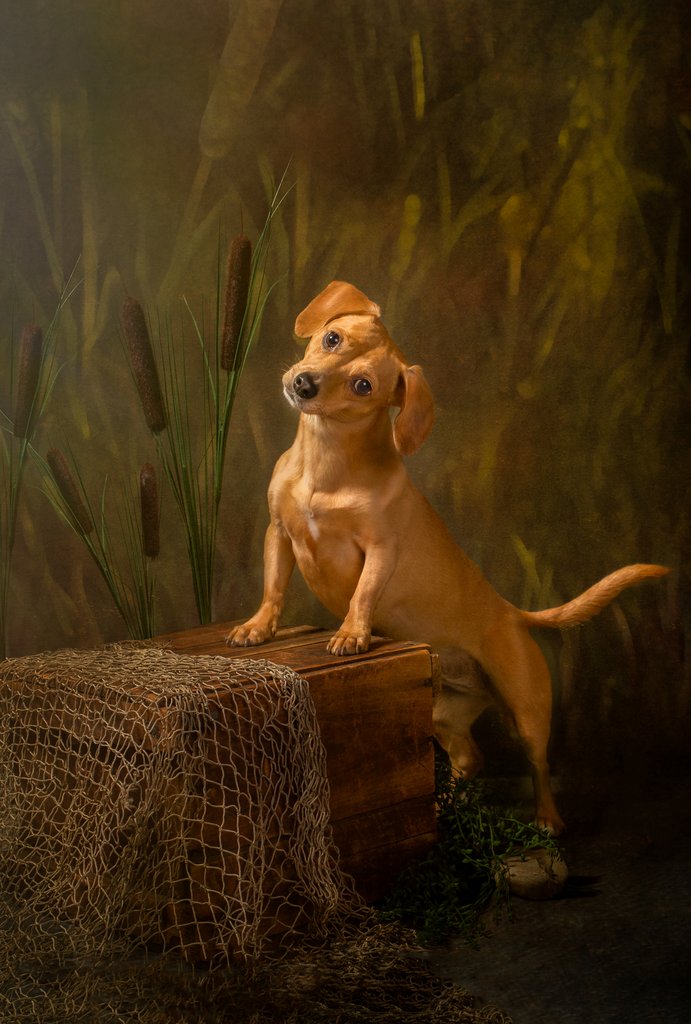 Scottsdale Pet Photography Studio - Franklin Photography Studios