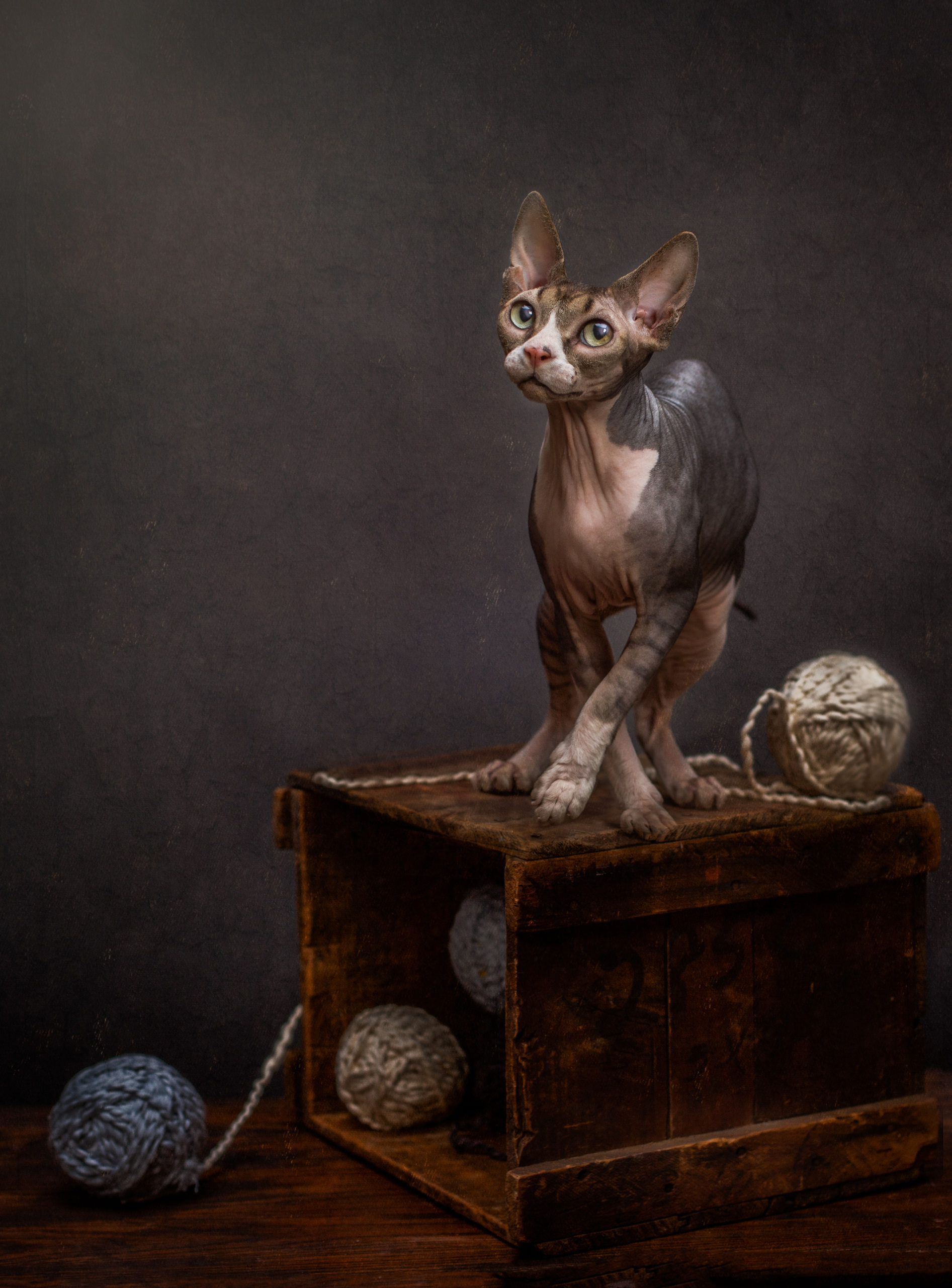 Scottsdale Pet Photography Studio - Franklin Photography Studios