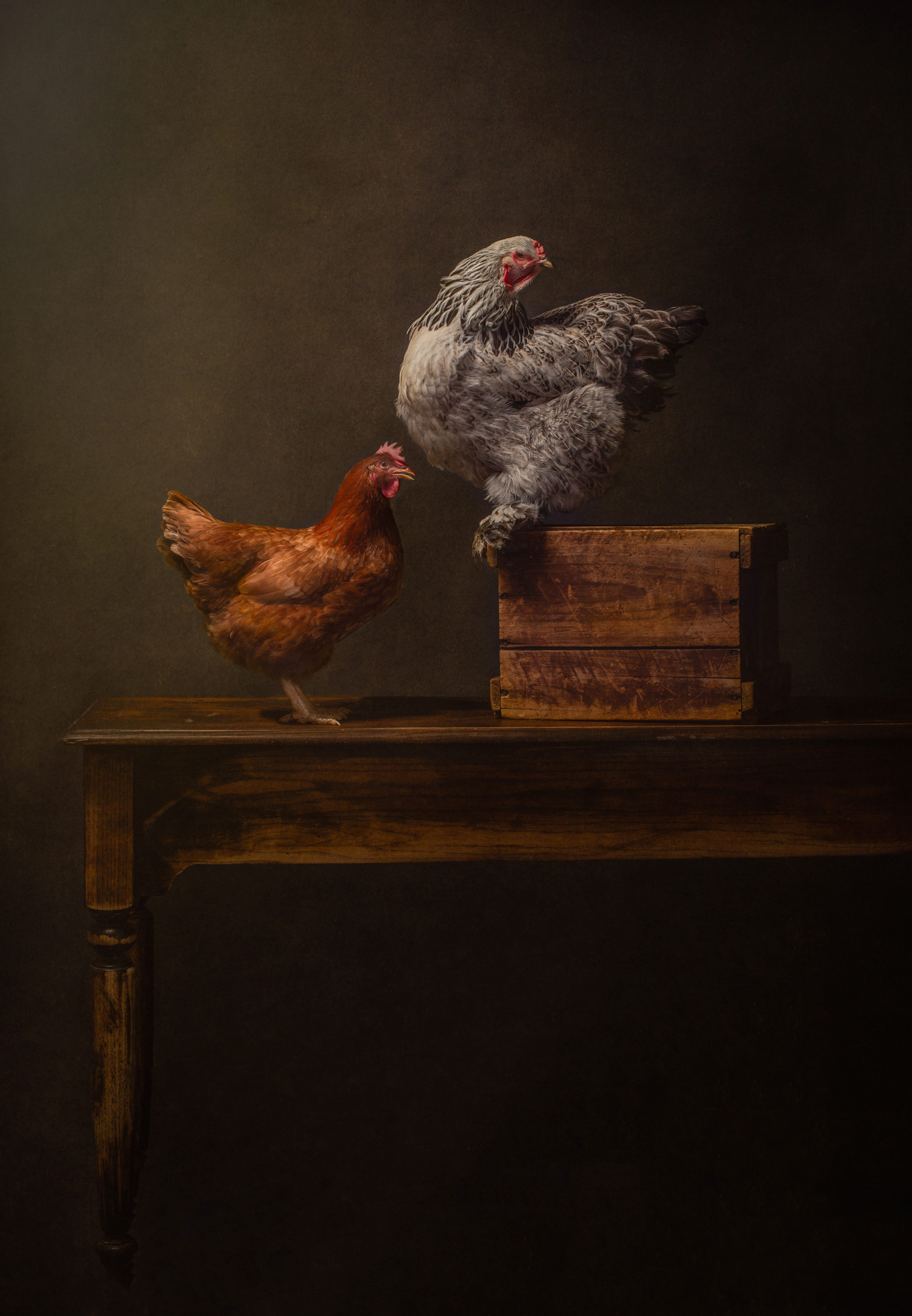 Scottsdale Pet Photography Studio - Franklin Photography Studios