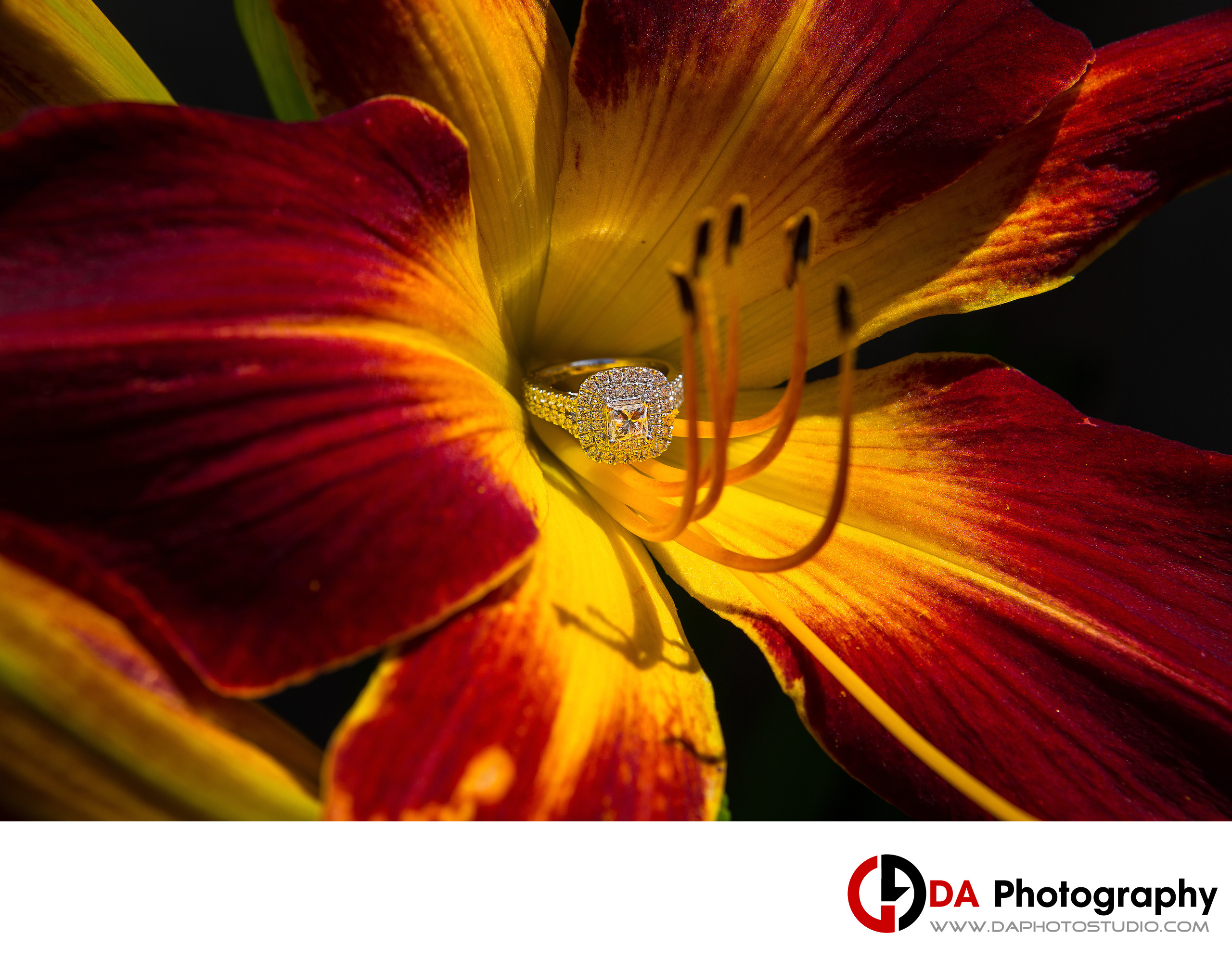 Engagement Ring inside Spring Flower in MIlton - Engagements - DA ...
