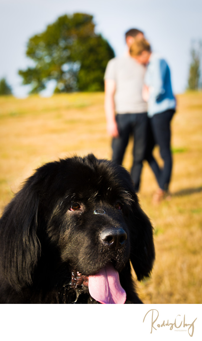 Engaged couple's photo session with their beloved dog