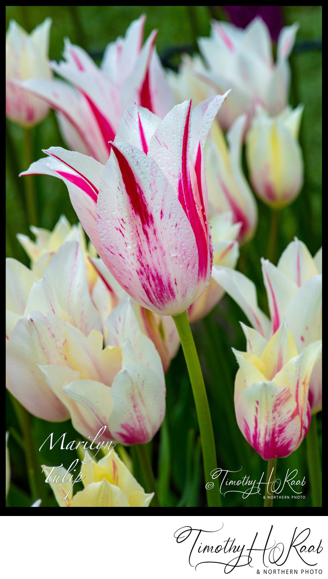 TULIP FESTIVAL 2019, Albany, NY